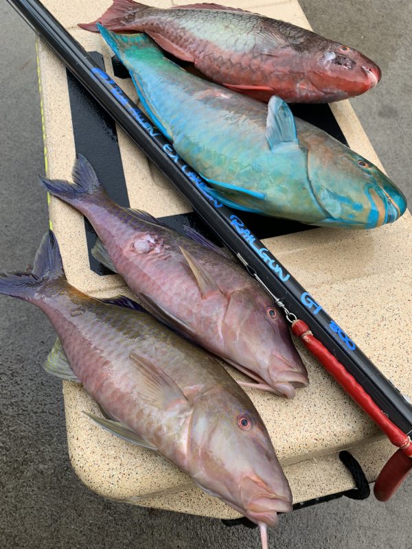 Pending Record Needlefish AKA Aha – Ultimate Spearfishing – Home